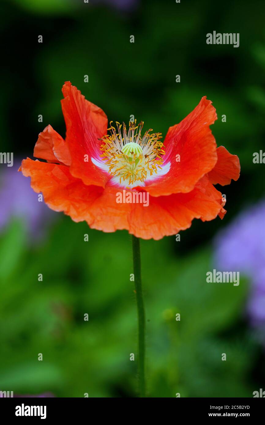 Red Double Layer Shirley Poppy Flower (Common Poppy Stock Photo - Alamy