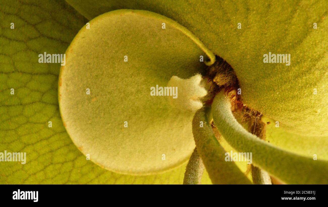 Horizontal closeup shot of an inside of a green flower Stock Photo - Alamy