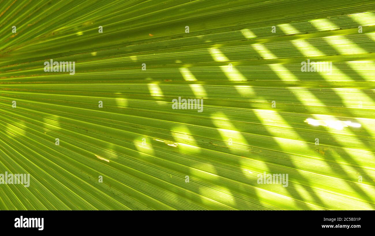 Horizontal closeup shot of a bright green leaf with sunlight on it ...