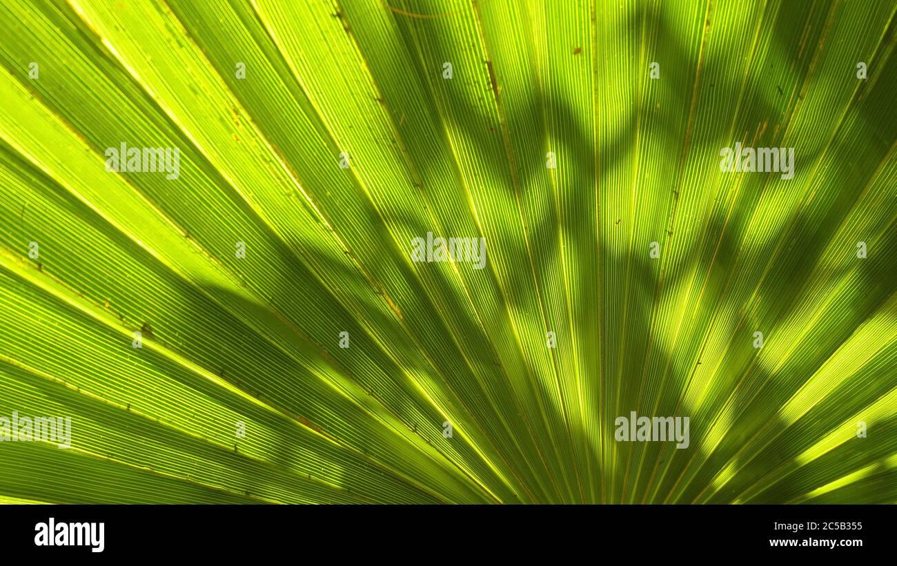 Horizontal closeup shot of a bright green leaf with sunlight on it ...