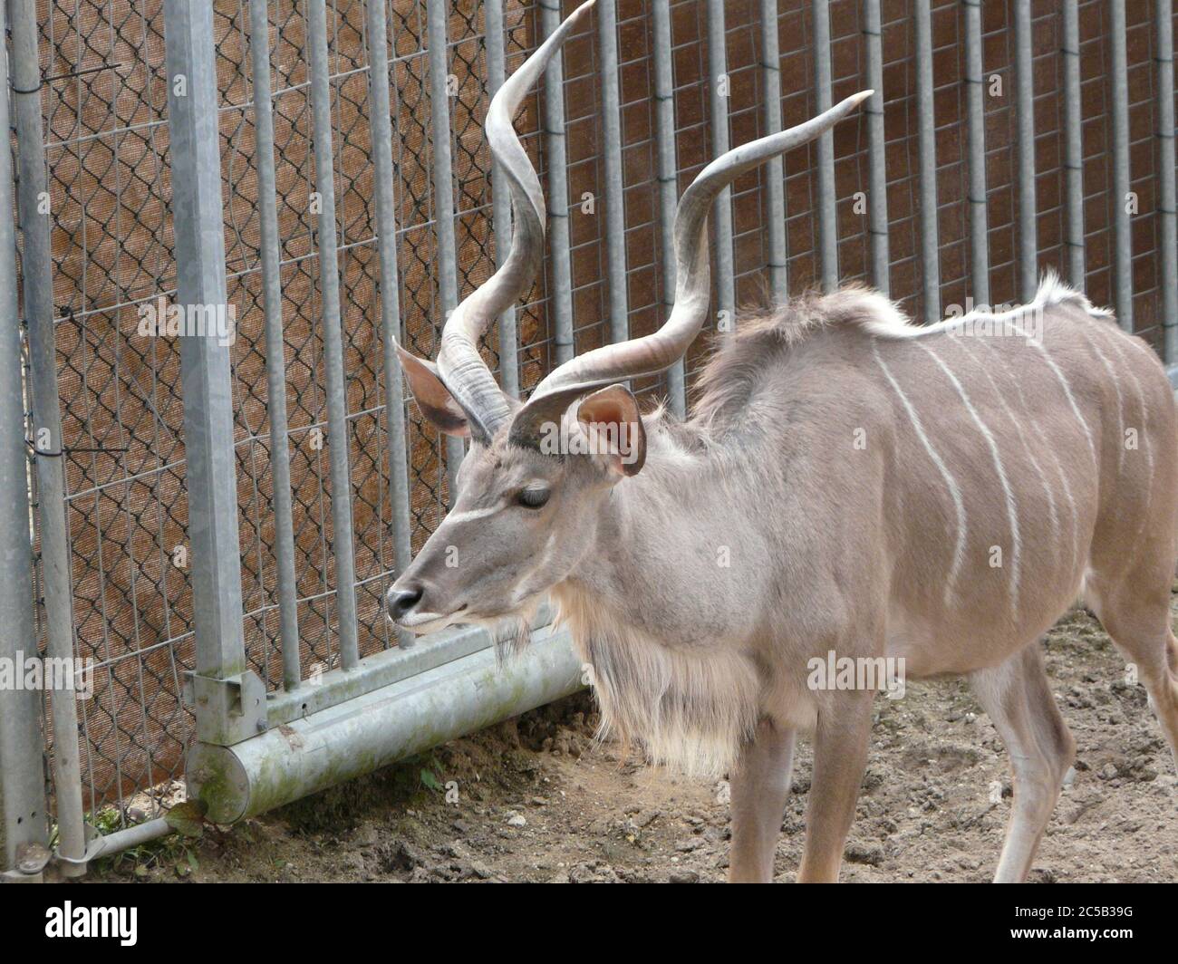 Beautiful shot of a light brown greater kudu antelope in a zoo Stock ...
