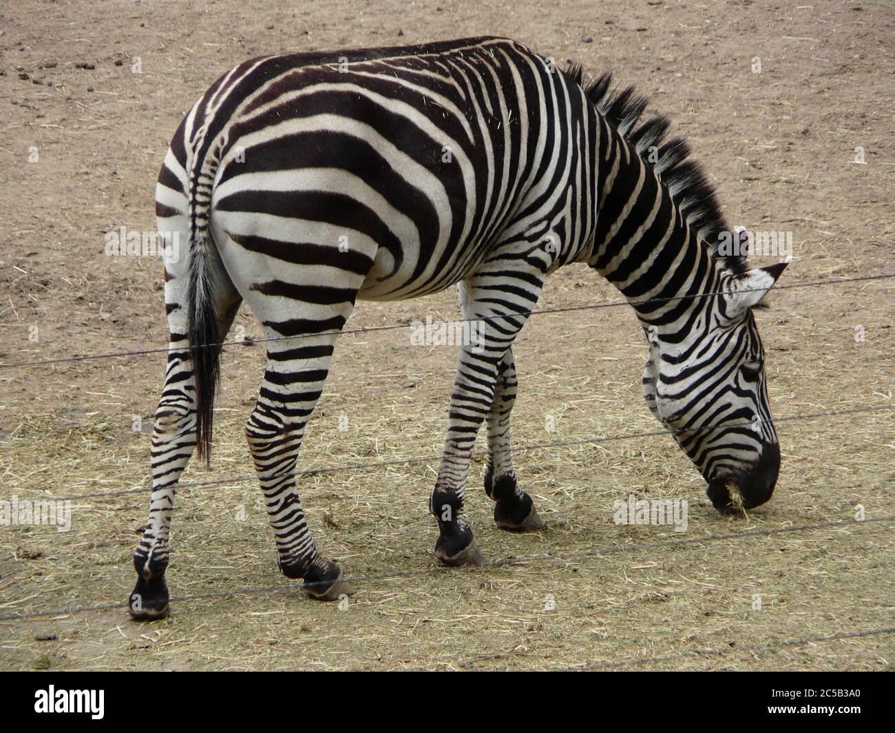 Brown striped zebra bending down to feed on dry grass Stock Photo - Alamy