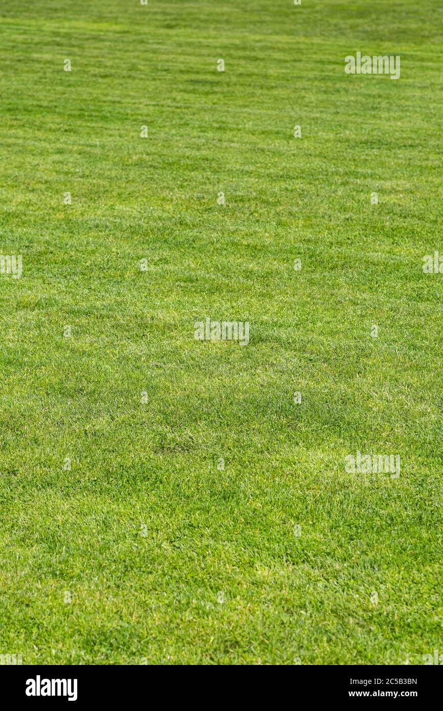 Green grass soccer field background texture in a beautiful summer day ...