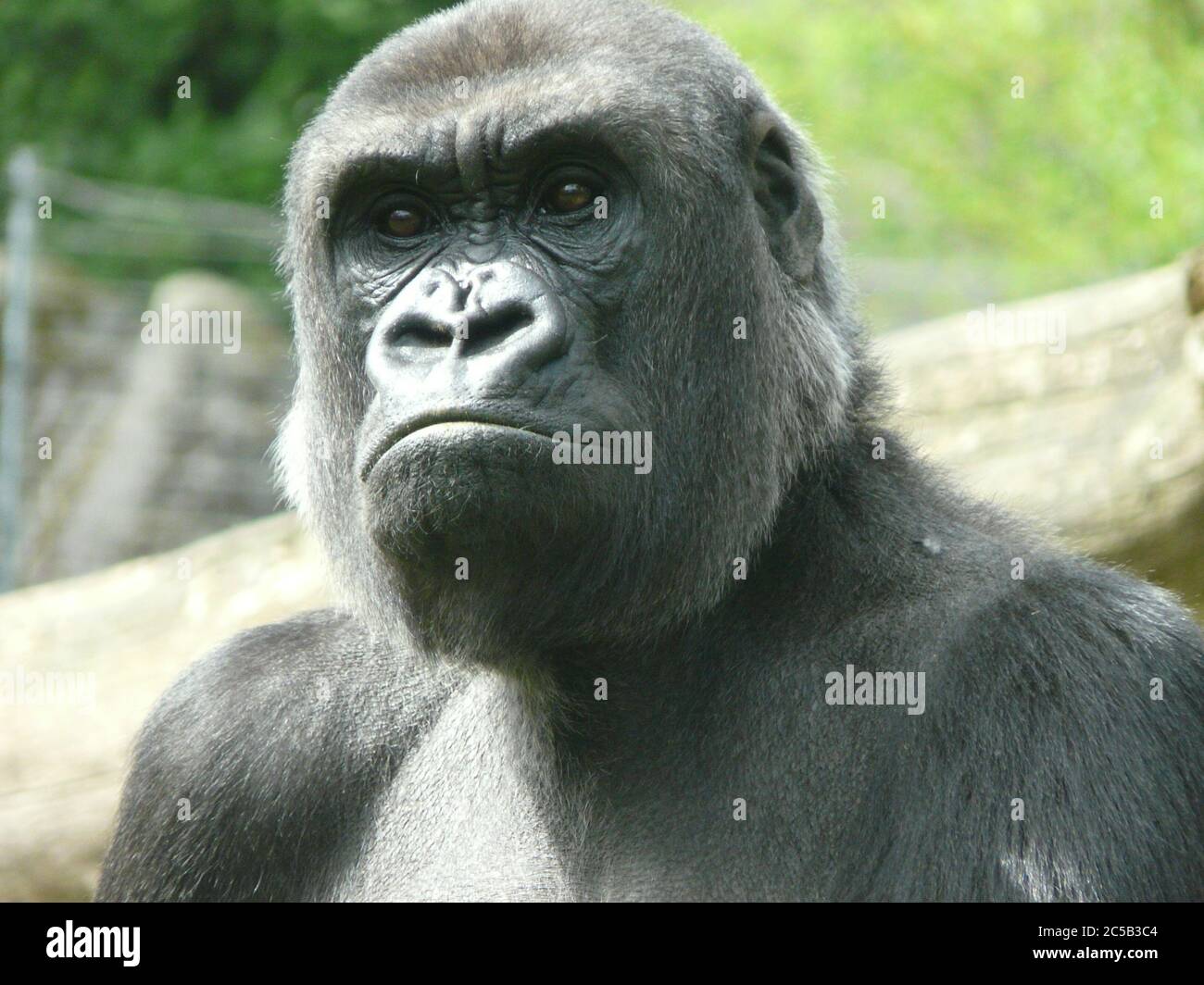 Closeup portrait of a gorilla with a serious expression Stock Photo - Alamy
