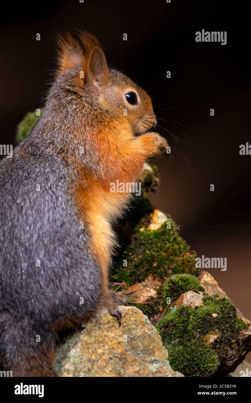 Cute squirrel. Nature background Stock Photo - Alamy