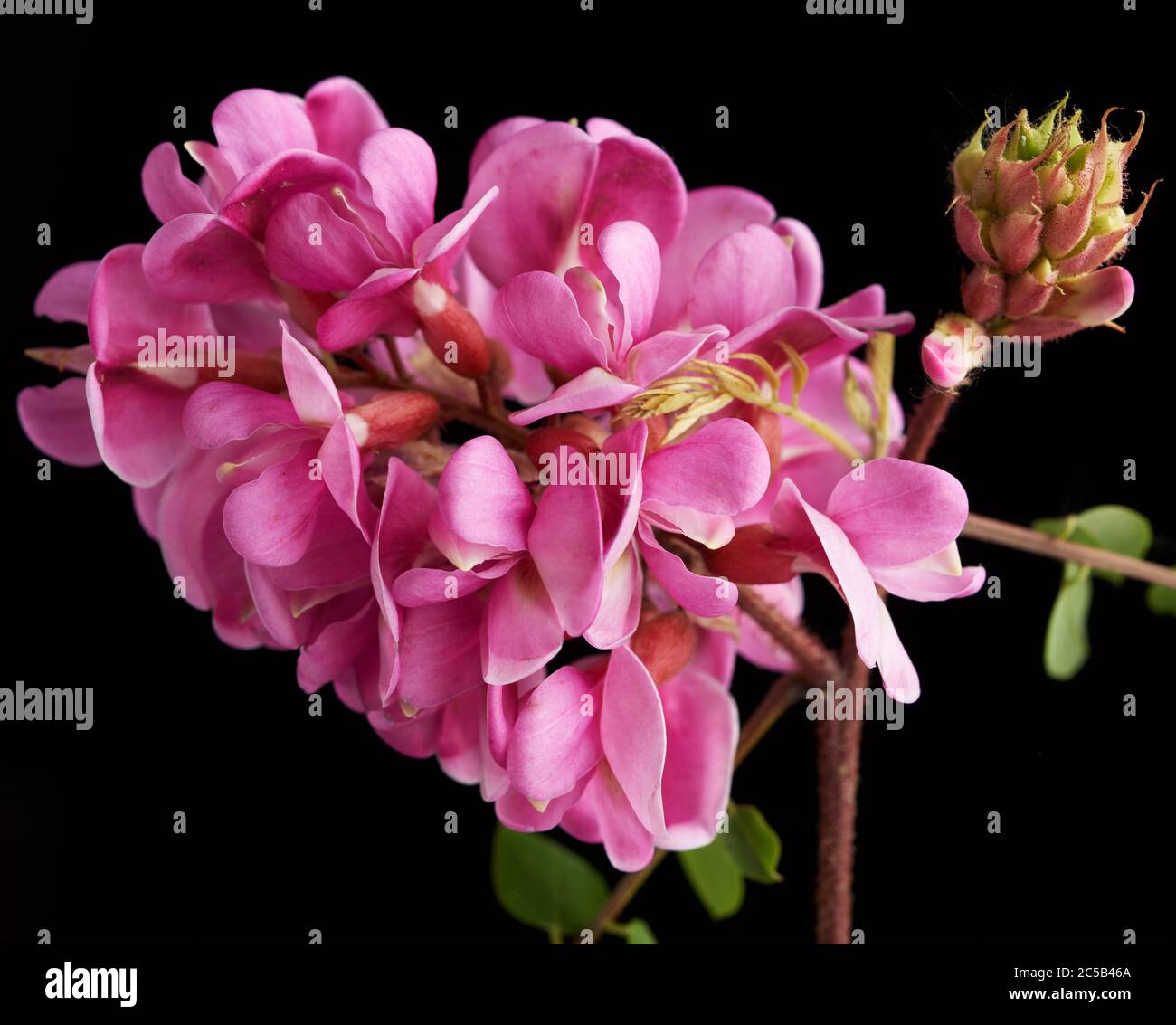 flowering branch Robinia neomexicana with pink inflorescence isolated ...