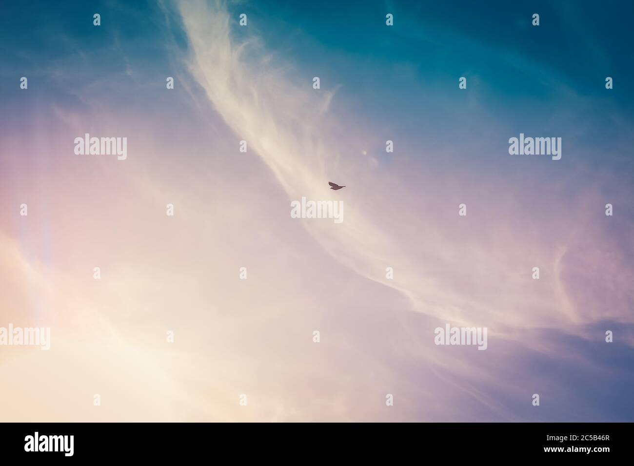 Low angle shot of the beautiful sky with a bird flying in the middle ...