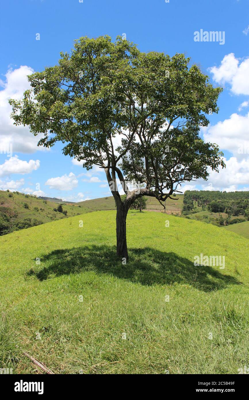 Closeup shot of a mountainous green field with one big tree in the ...