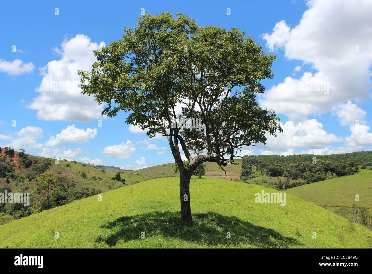 Closeup shot of a mountainous green field with one big tree in the ...