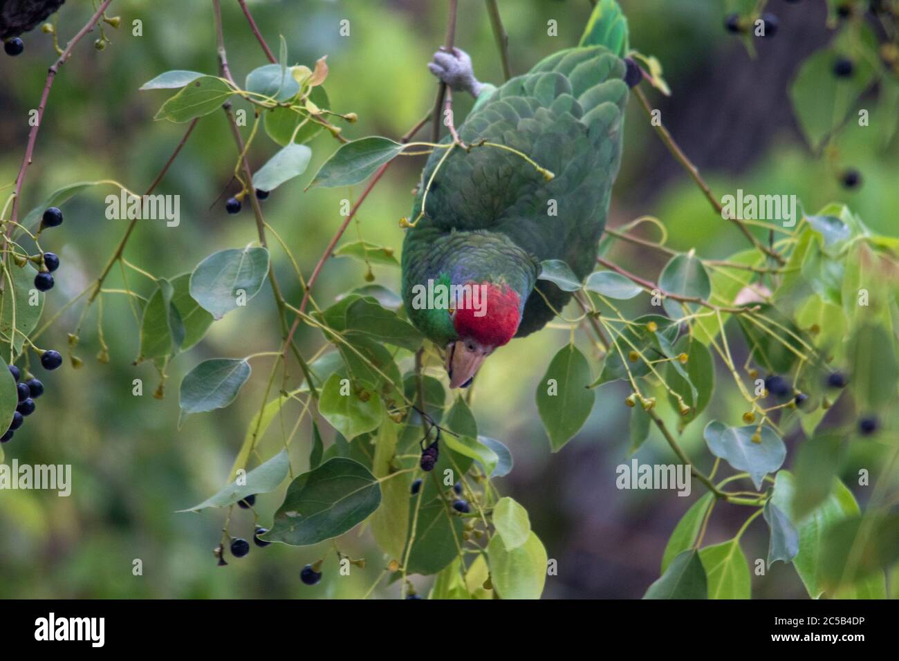 Parrot beak berries hi-res stock photography and images - Alamy