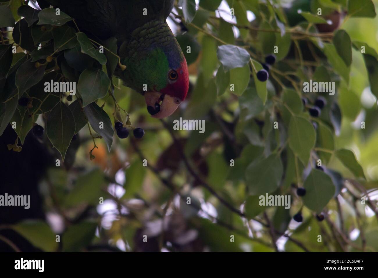 Green parrot eating berries on a tree branch Stock Photo - Alamy