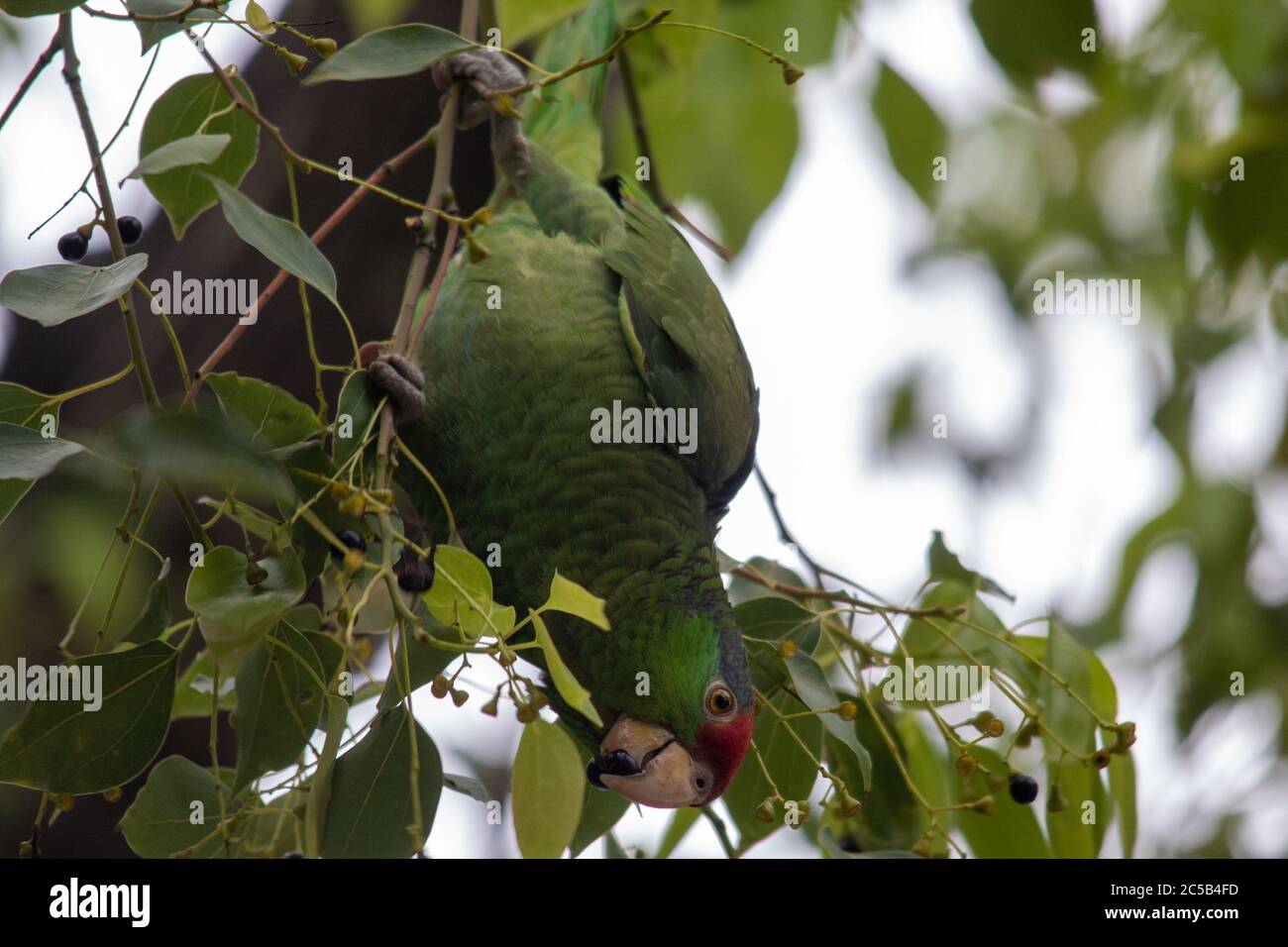 Green parrot eating berries on a tree branch Stock Photo - Alamy