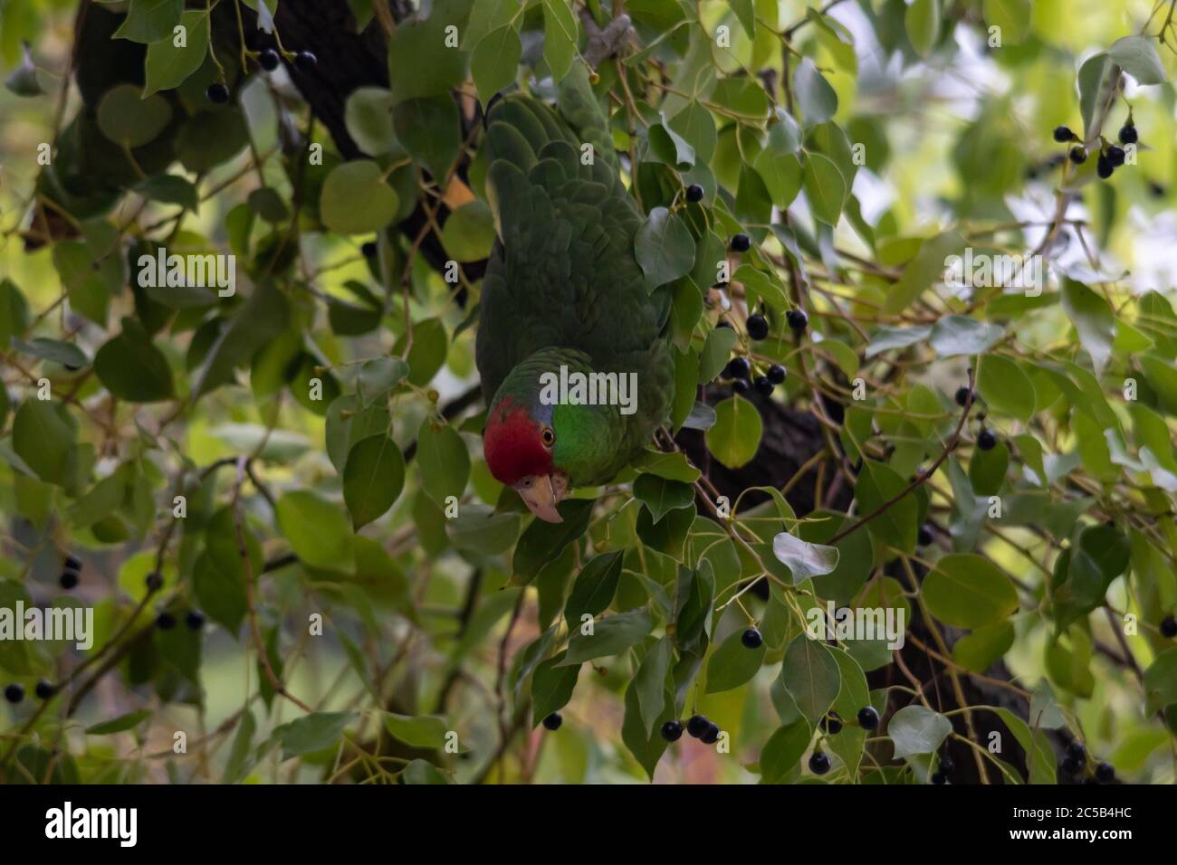 Green parrot eating berries on a tree branch Stock Photo - Alamy