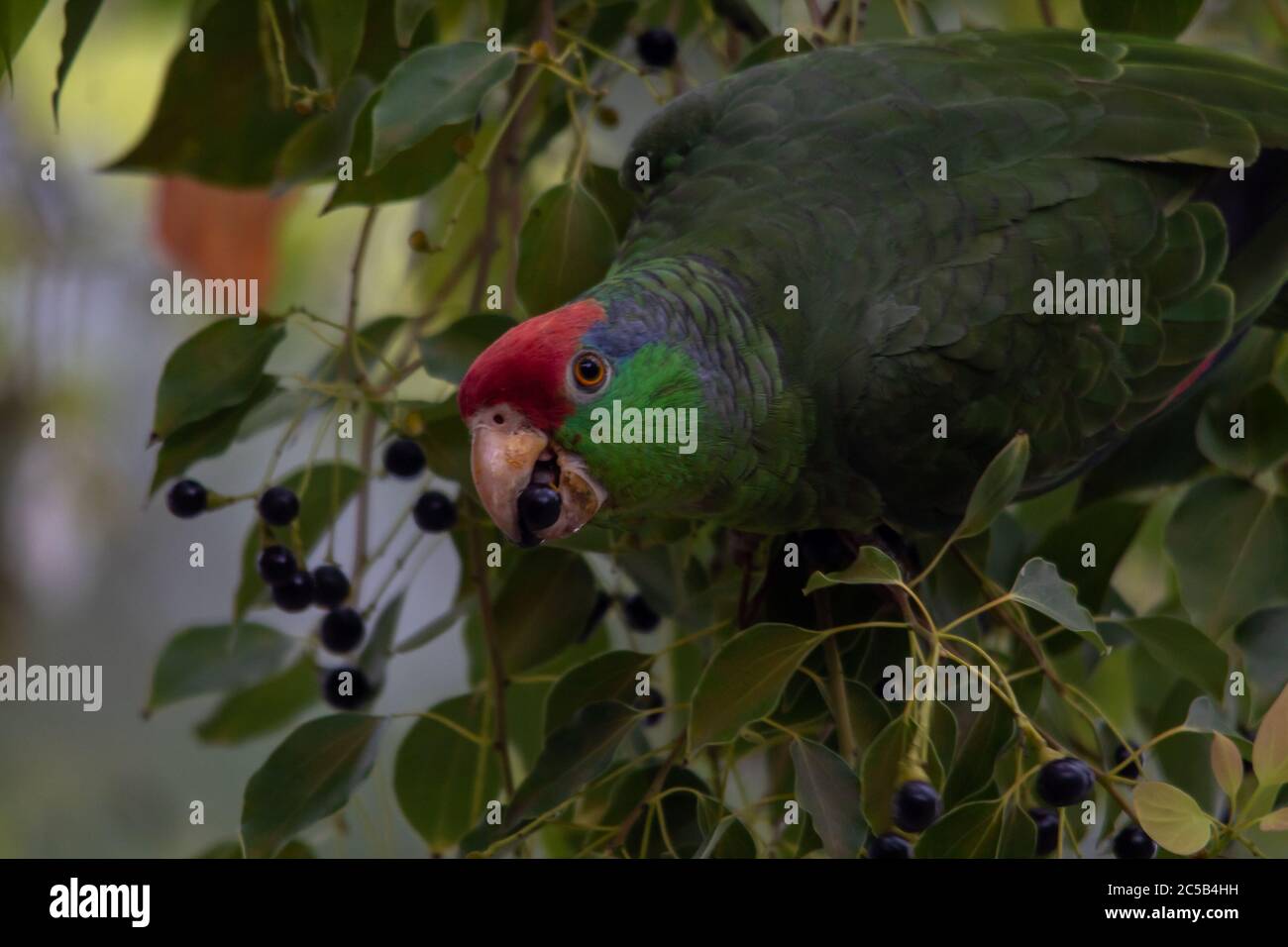 Green parrot eating berries on a tree branch Stock Photo - Alamy