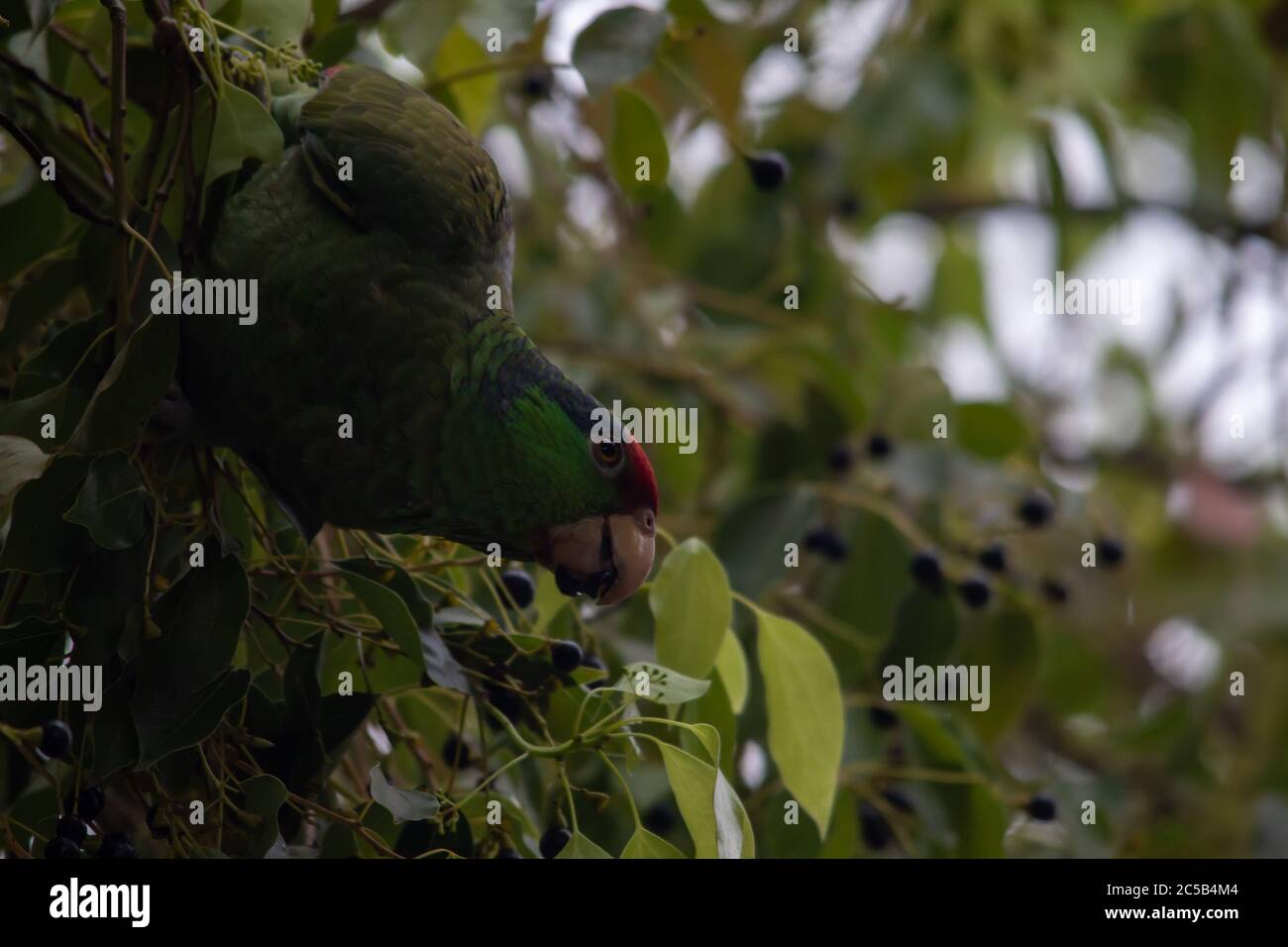 Green parrot eating berries on a tree branch Stock Photo - Alamy