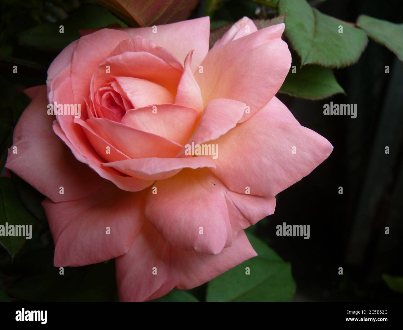 Horizontal shot of a beautiful pink rose on a greenery background Stock ...