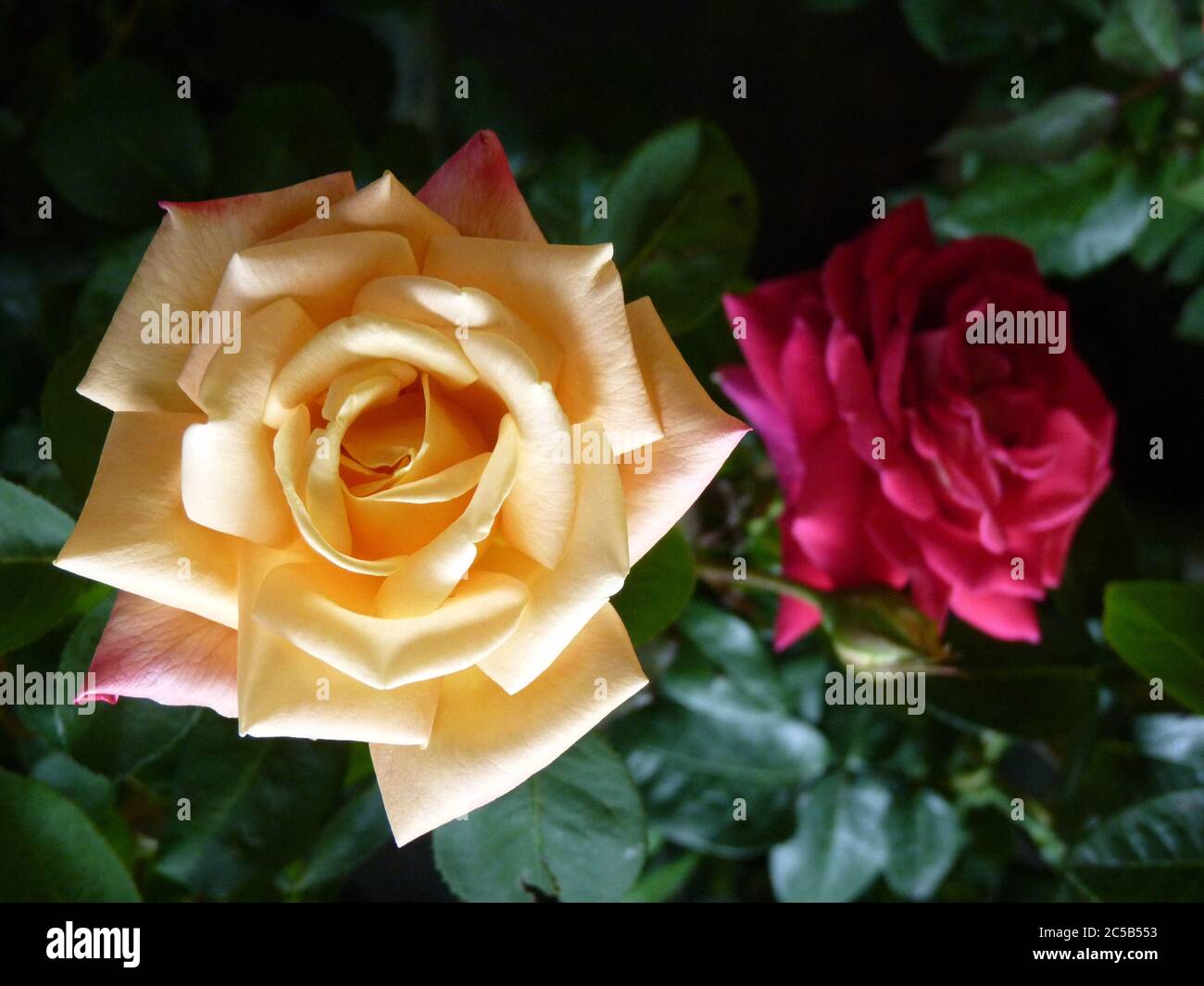 Horizontal shot of beautiful yellow and red rose on a greenery ...