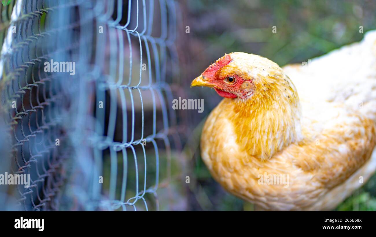 Chicken walking hi-res stock photography and images - Alamy