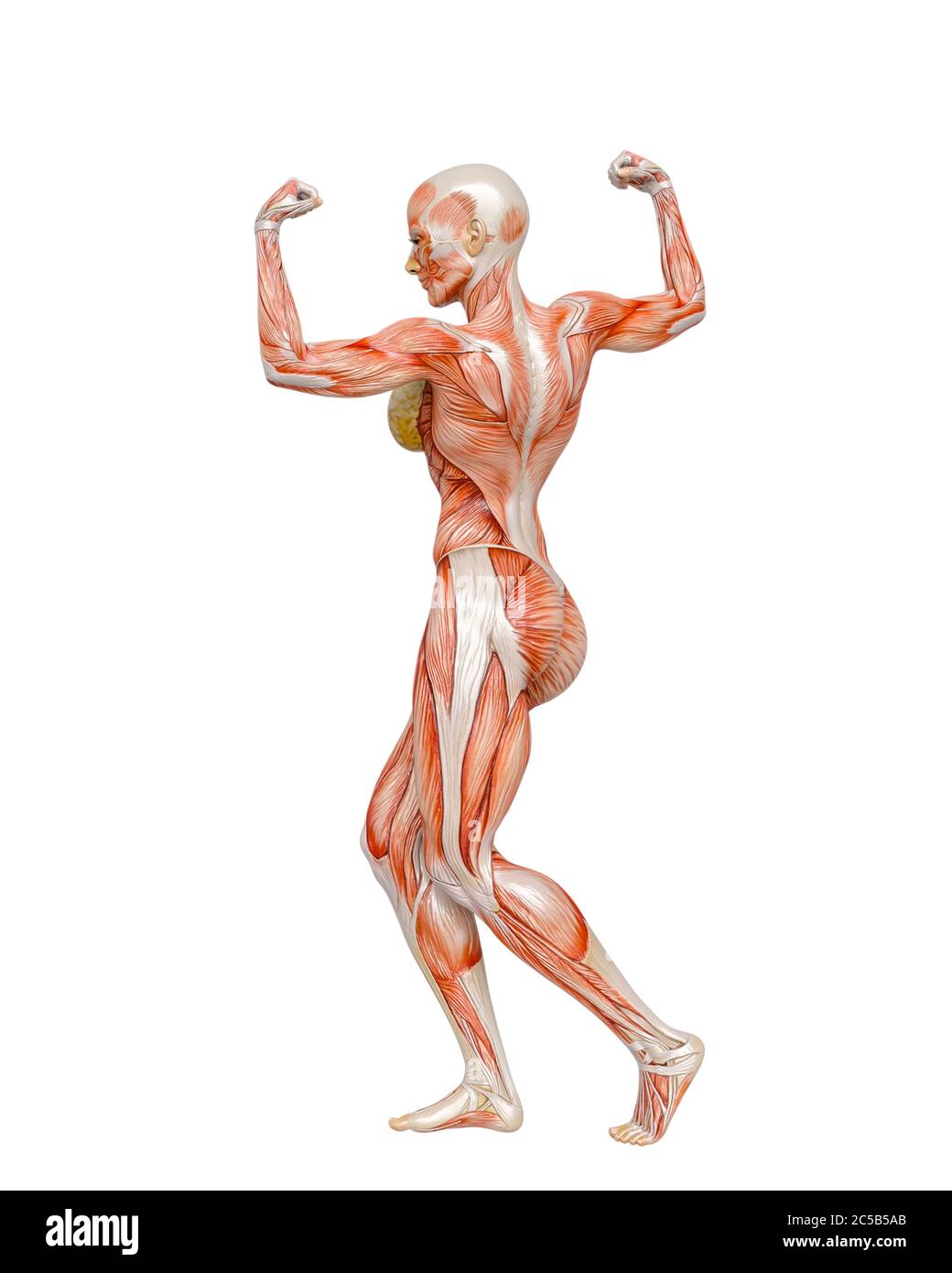 female bodybuilding in muscle maps is doing a bodybuilder pose one in white background close up ...