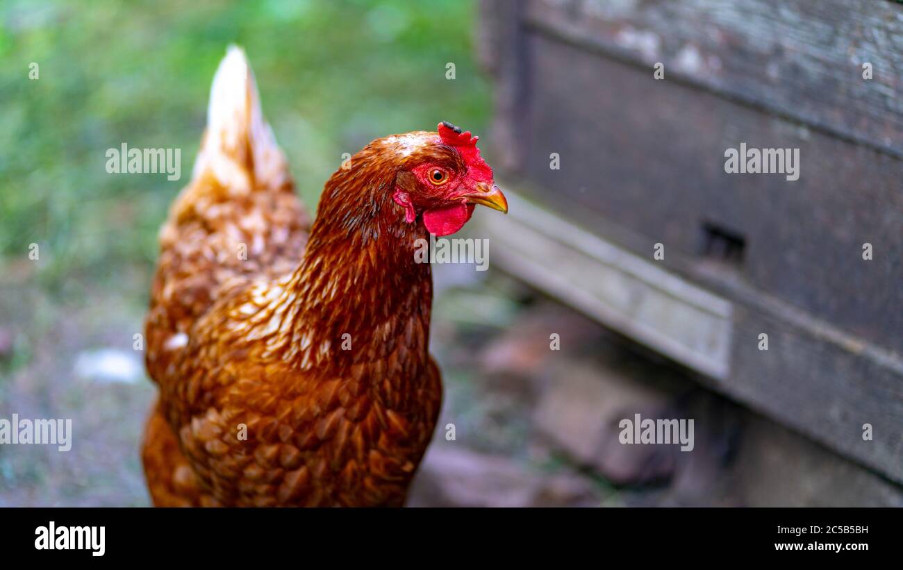 Chicken walking hi-res stock photography and images - Alamy