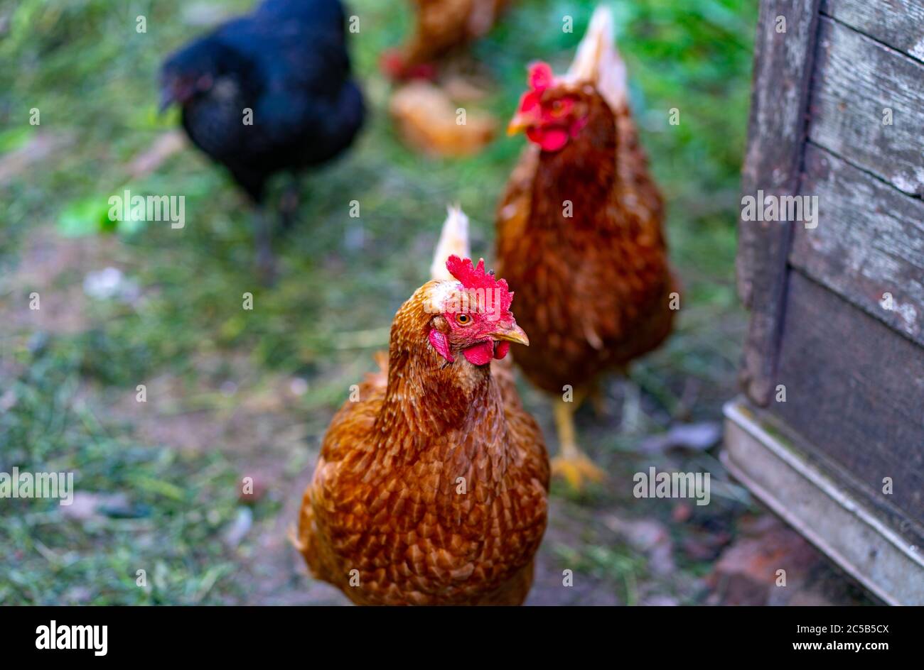 Chicken paddock hi-res stock photography and images - Alamy