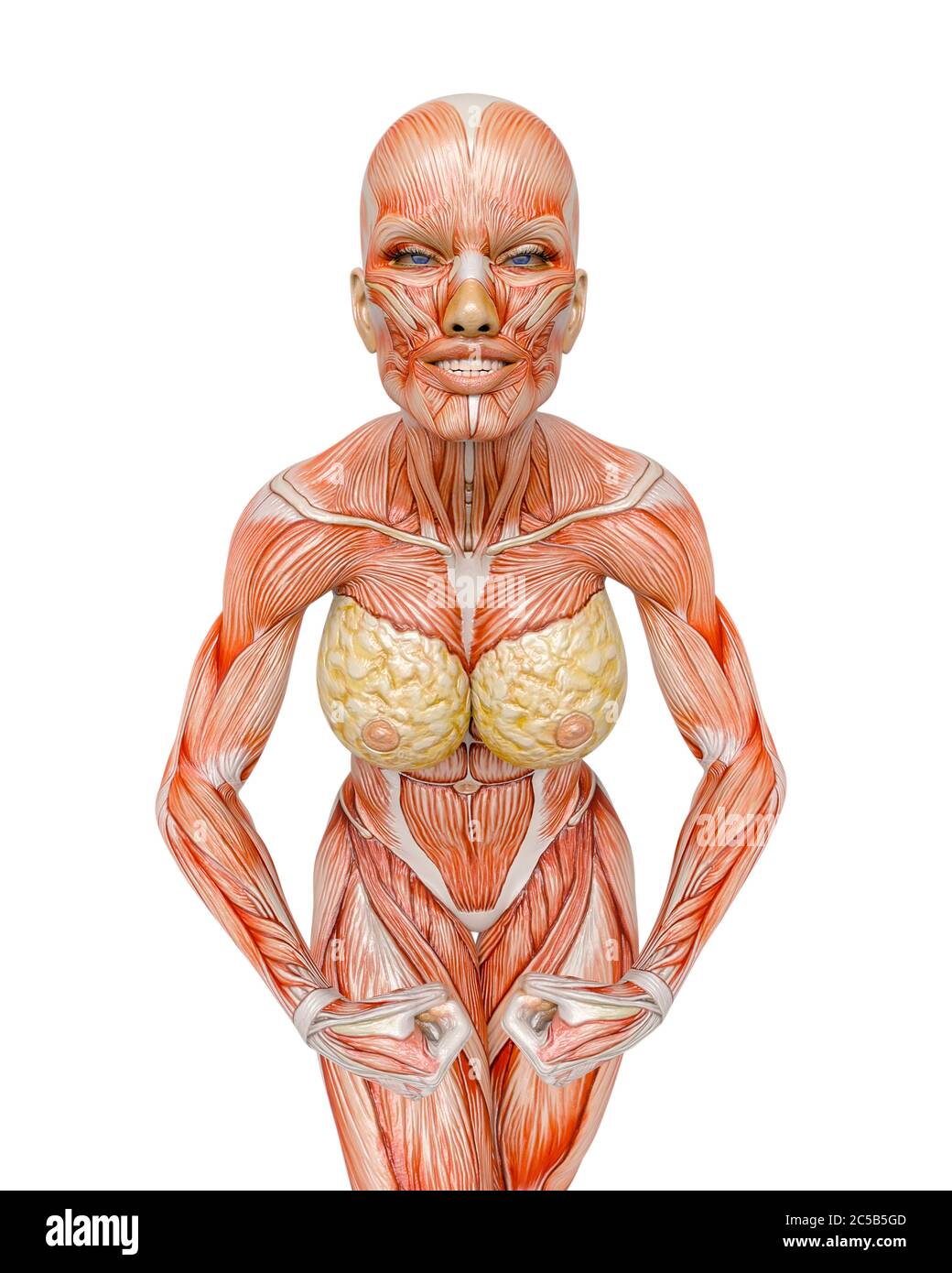 female bodybuilding in muscle maps is doing a bodybuilder pose six in white background close up ...