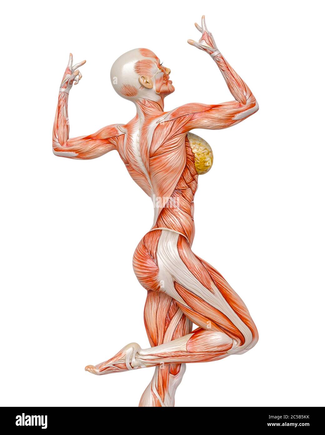 female bodybuilding in muscle maps is doing a bodybuilder pose three in white background close ...