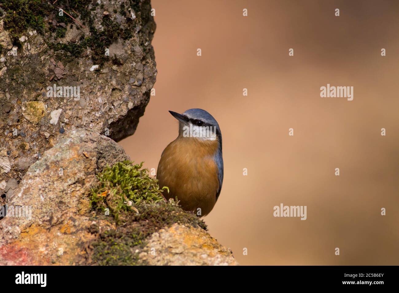 Cute little bird. Nature background. Bird: Eurasian Nuthatch. Sitta ...