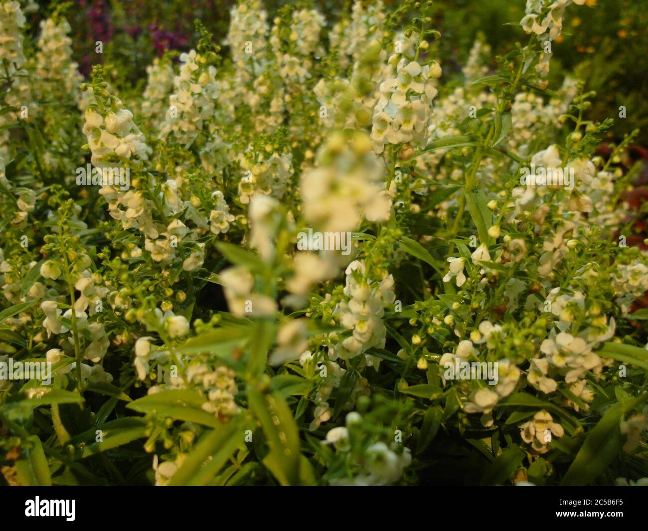 Mega herb hi-res stock photography and images - Alamy