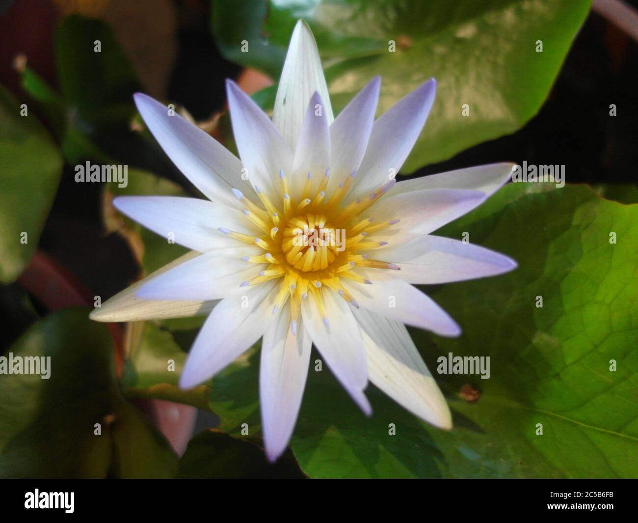 Horizontal top angle shot of a white water lily on a greenery ...