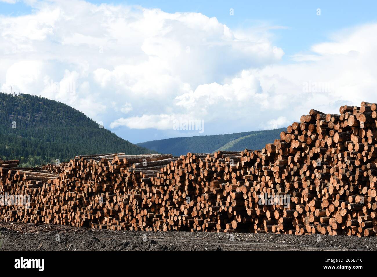 Timber industries hi-res stock photography and images - Alamy