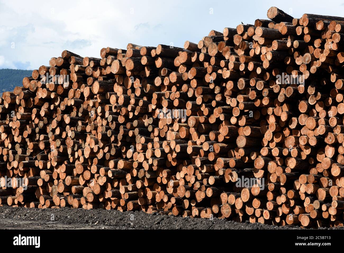 Piles of raw timber logs sit stacked in the yard at Tolko Industries ...