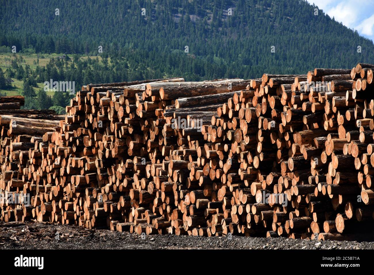 Producer of timber hi-res stock photography and images - Alamy