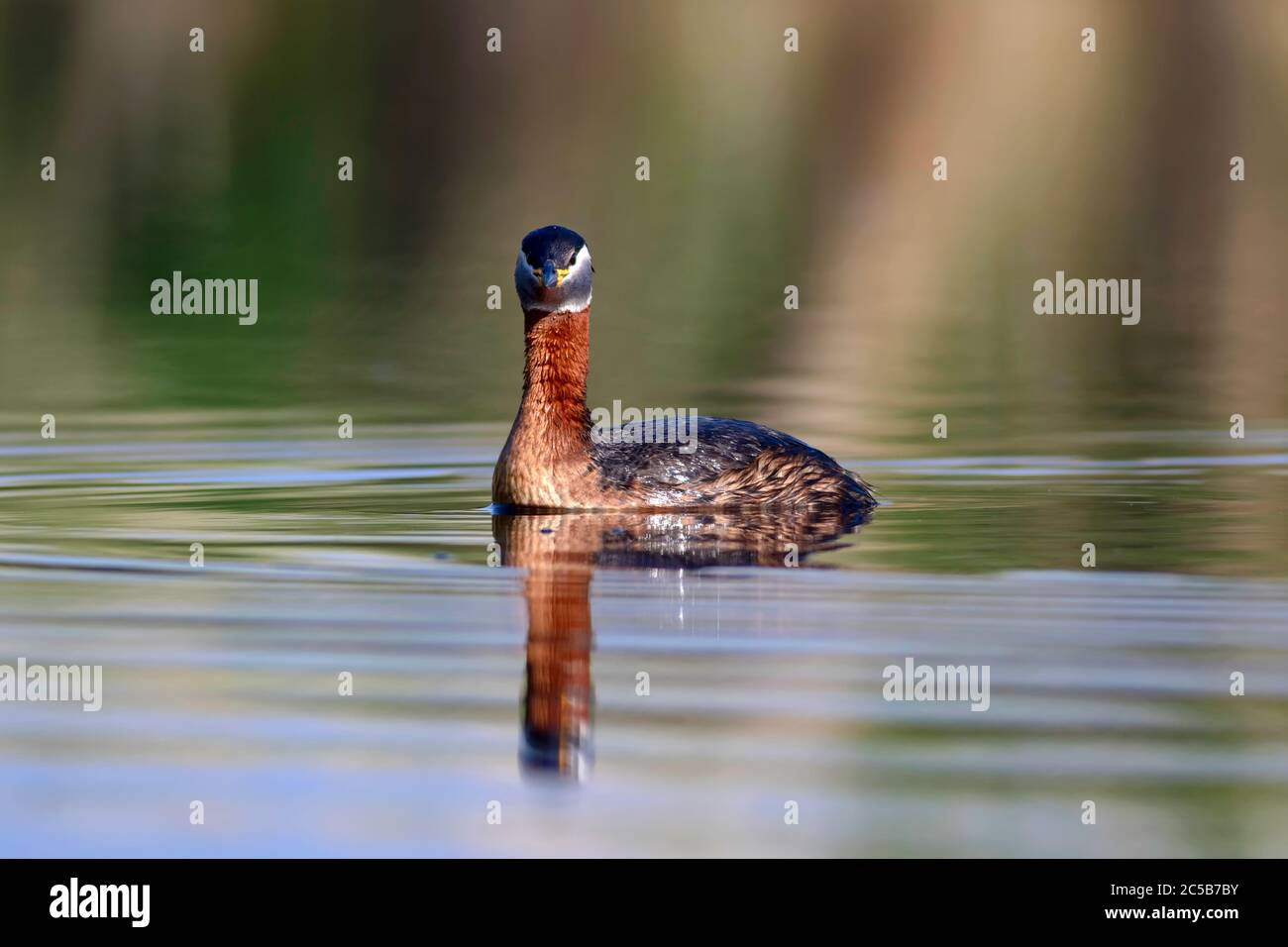 Swimming bird. Bird: Green, blue nature background. Red necked Grebe ...