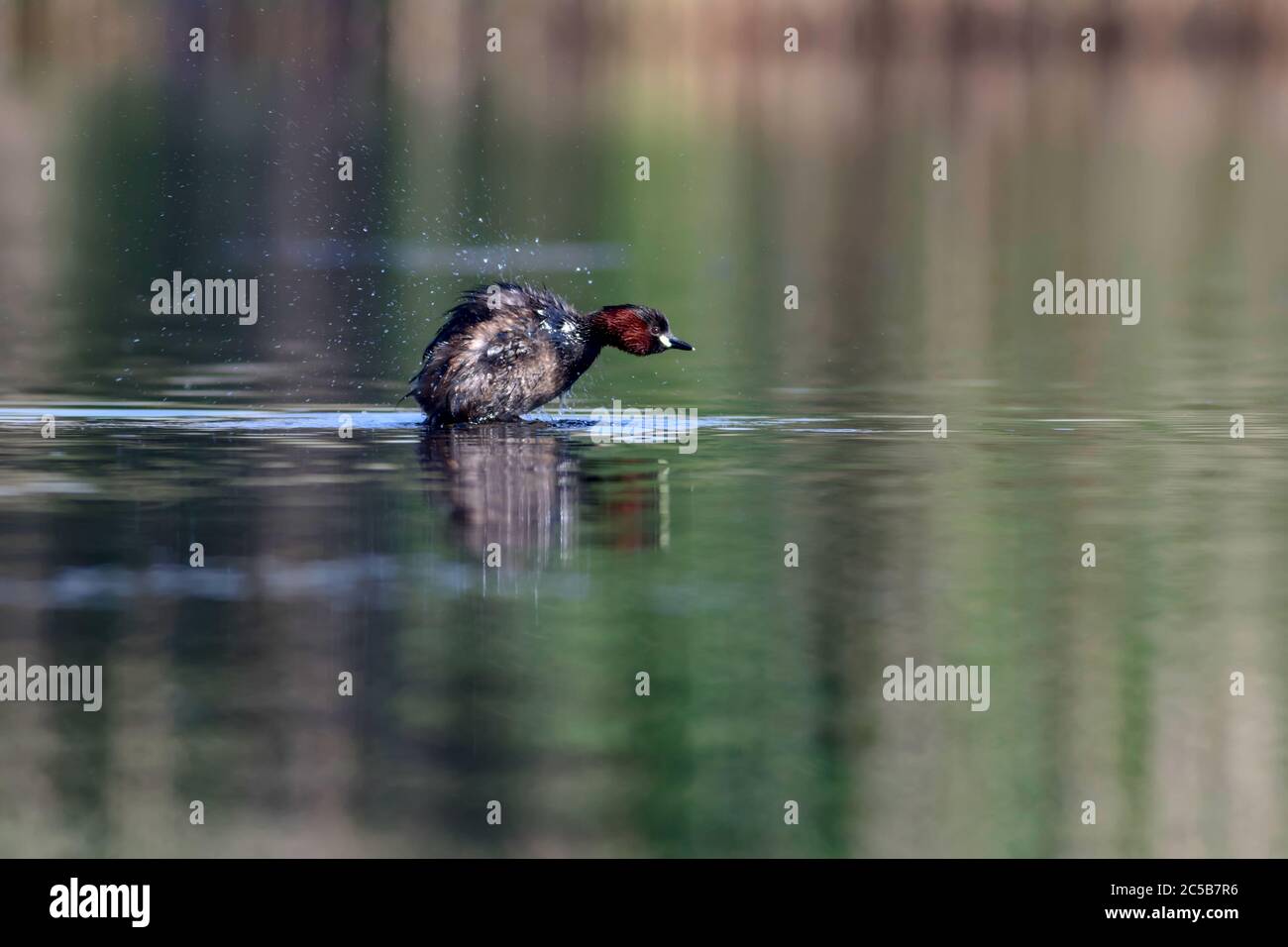 Cute little water birds. Nature background. Common water bird: Little ...