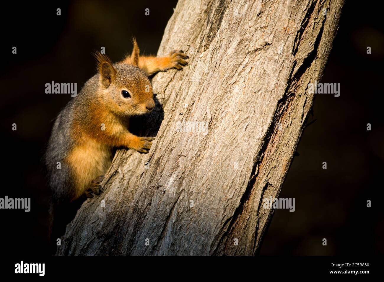 Cute squirrel. Nature background Stock Photo - Alamy