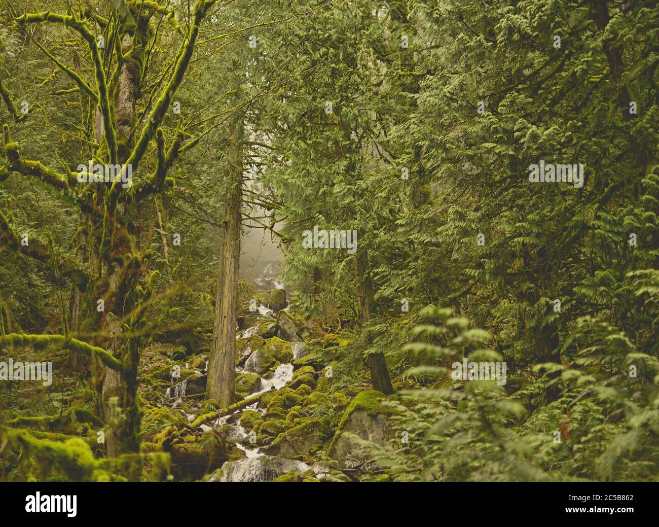 Coastal fgorest hi-res stock photography and images - Alamy