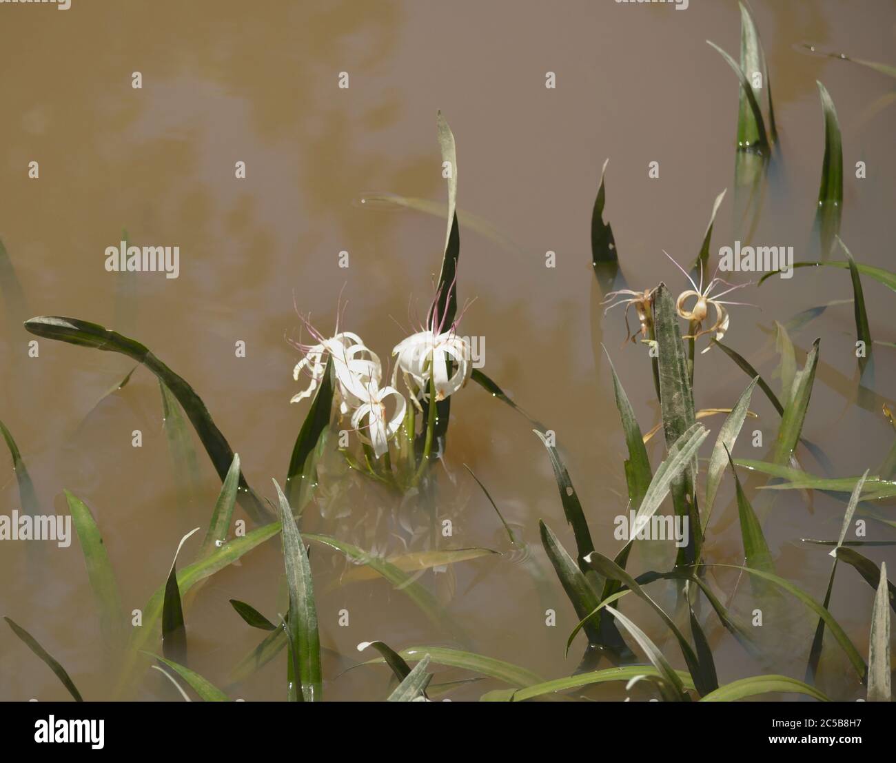 Belem amazon river hi-res stock photography and images - Alamy