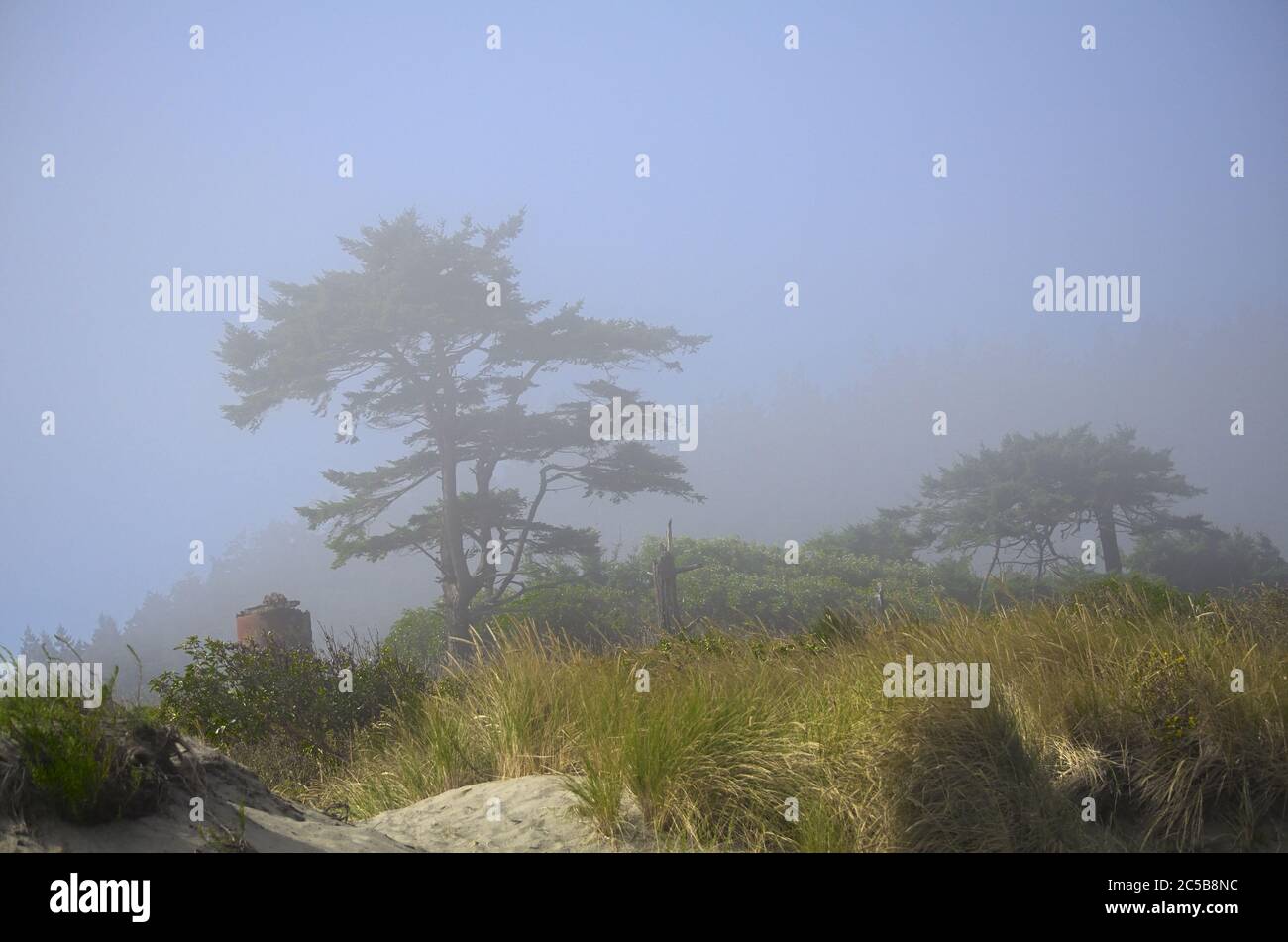 Green trees grass pine trees hi-res stock photography and images - Alamy