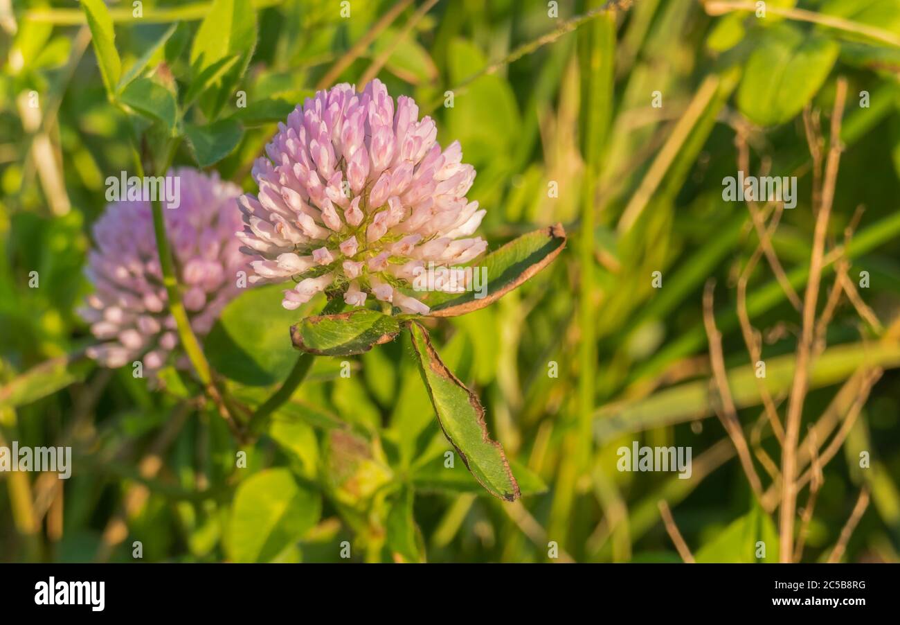 red clover flower closeup view red clover trifolium pratense with ...
