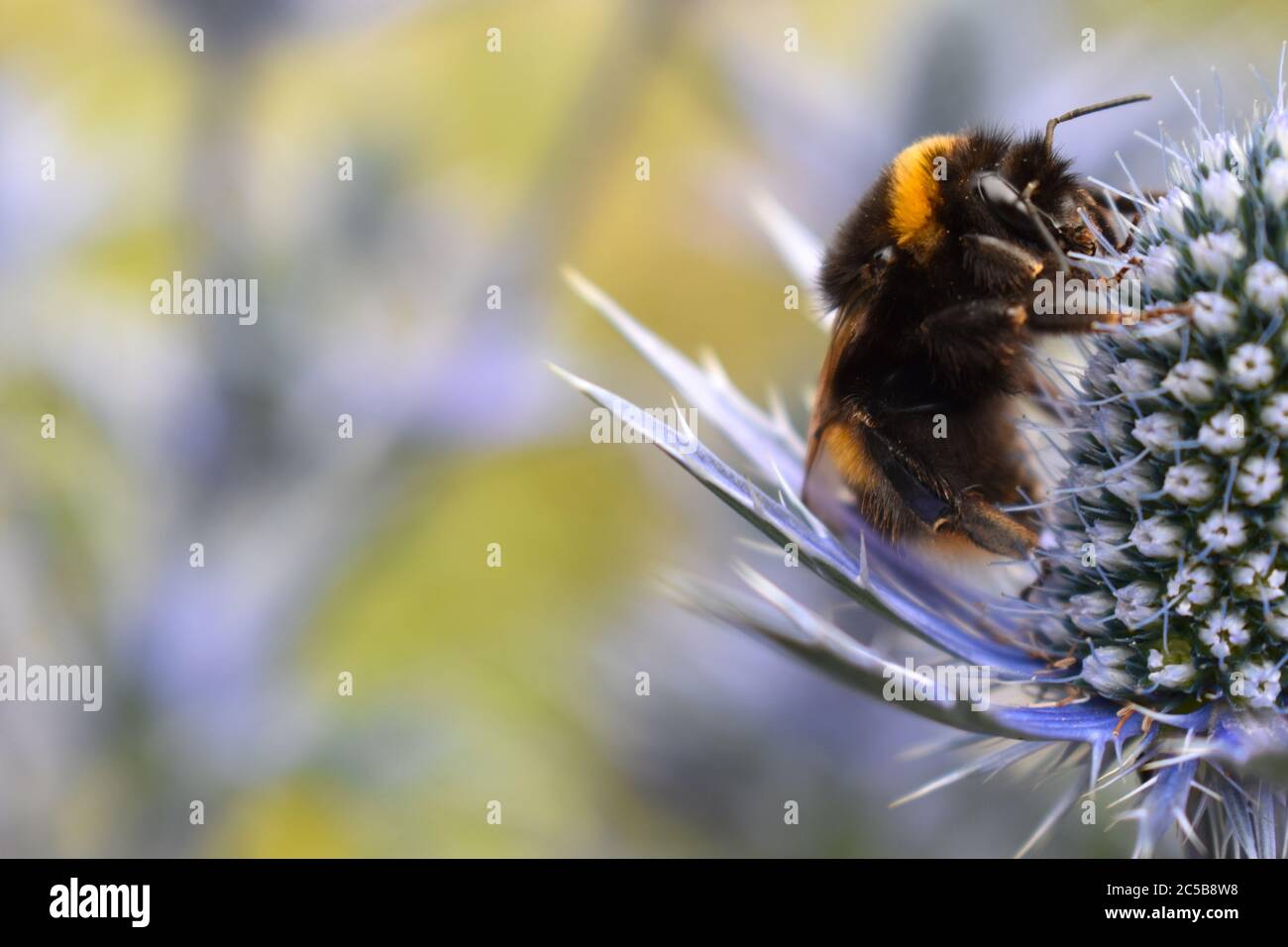 Bumblebee on sea holly Social insect know collecting nectar from ...