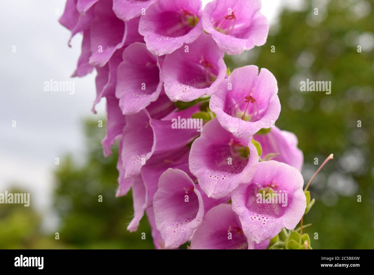 Pendulous flower cluster hi-res stock photography and images - Alamy