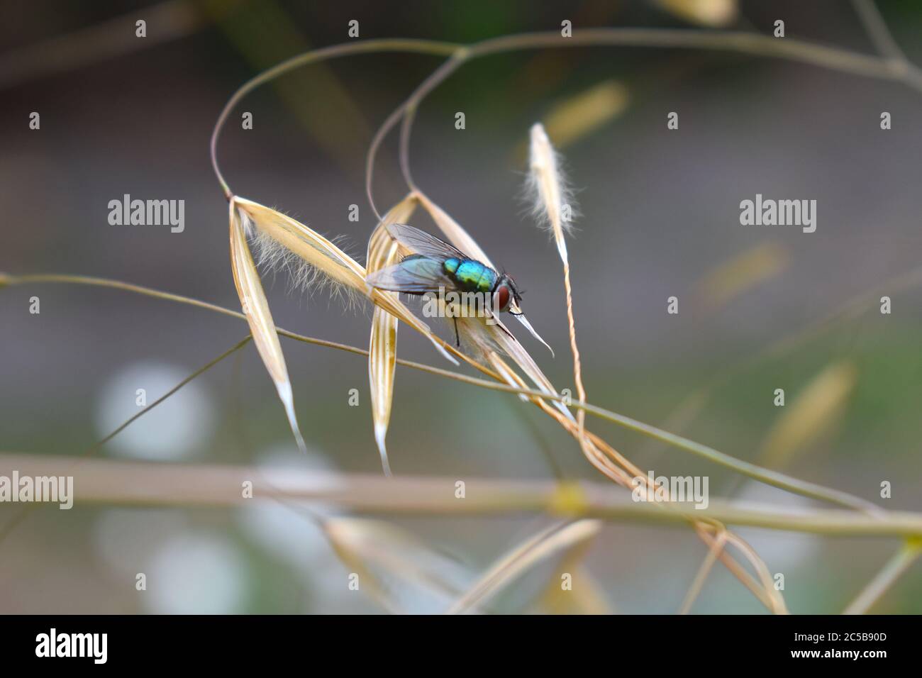 Housefly mouth hi-res stock photography and images - Alamy