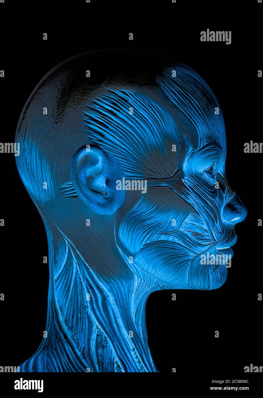 Side view female muscular anatomy hi-res stock photography and images ...