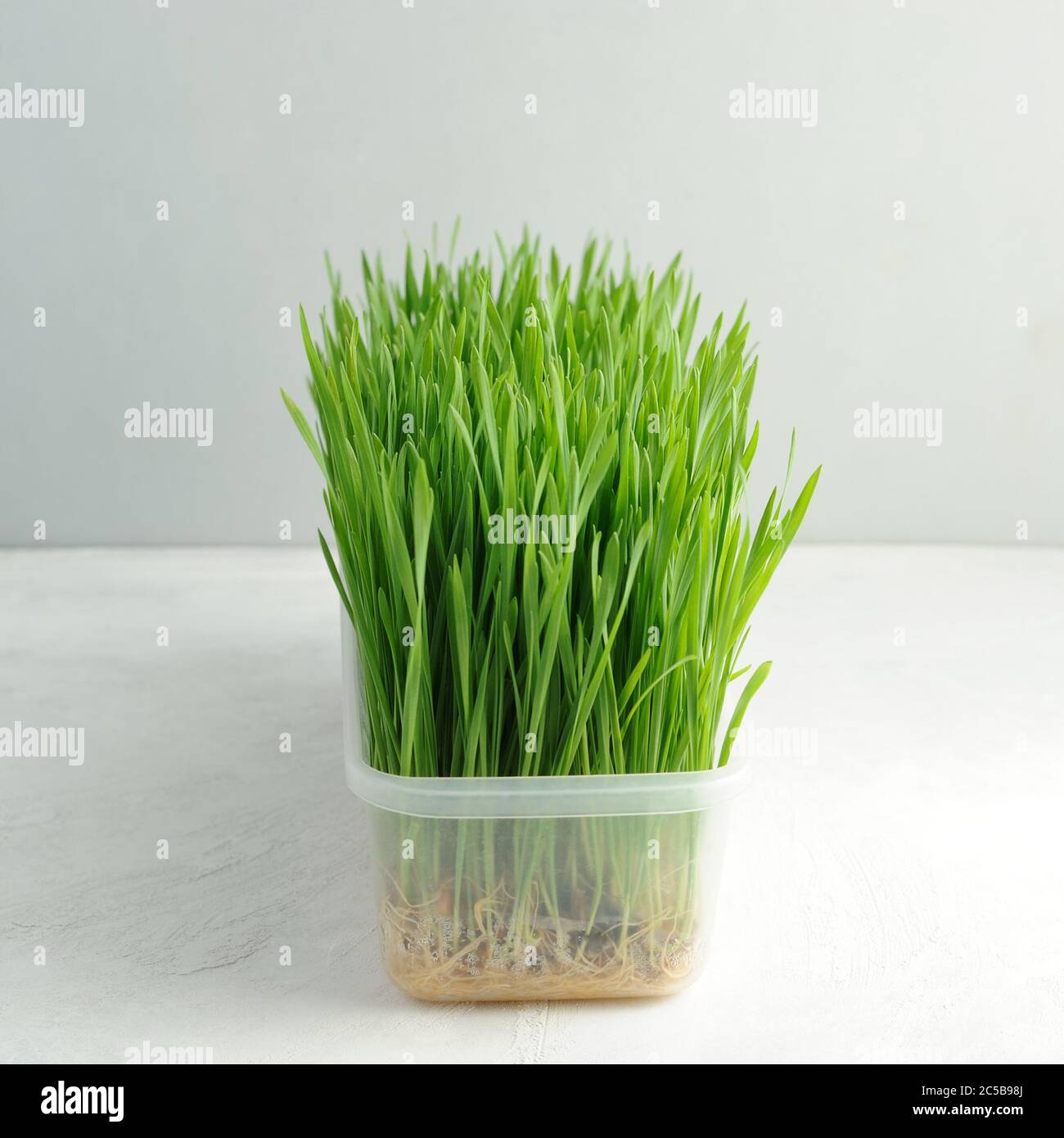 Growing wheatgrass indoors in regular tray.Wheat sprouts on the light ...