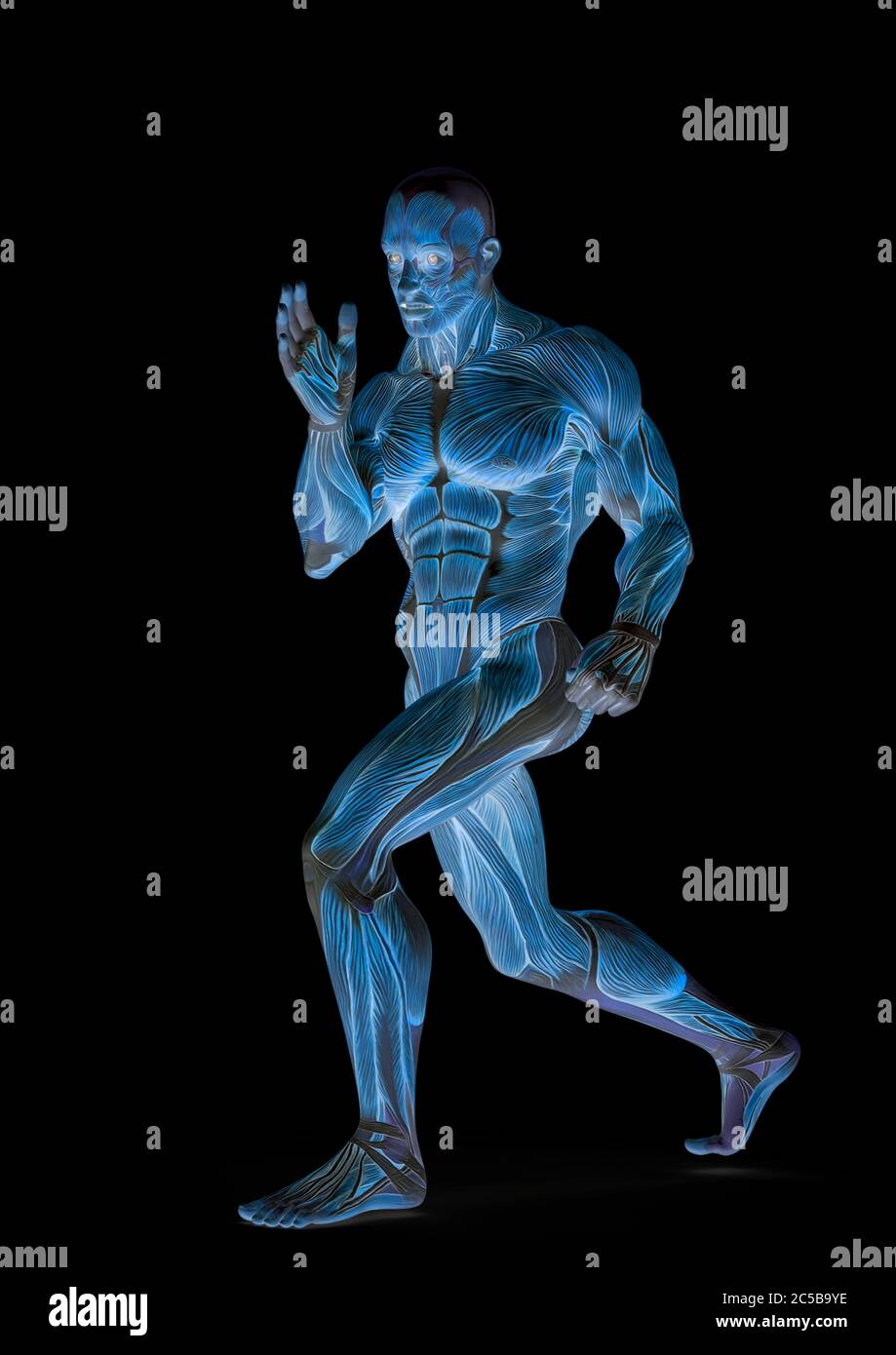 muscleman anatomy heroic body doing a fight pose one in white ...