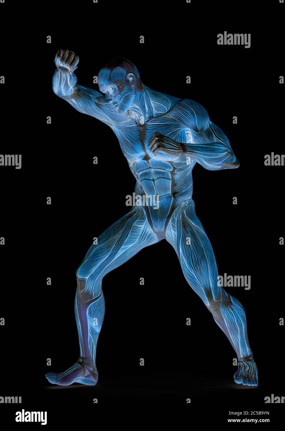 muscleman anatomy heroic body doing a fight pose in white background ...