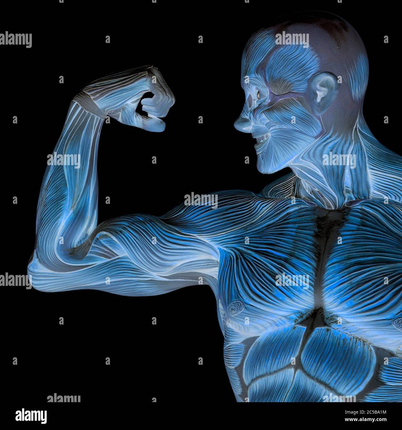 muscleman anatomy heroic body doing a bodybuilder pose twelve in white ...