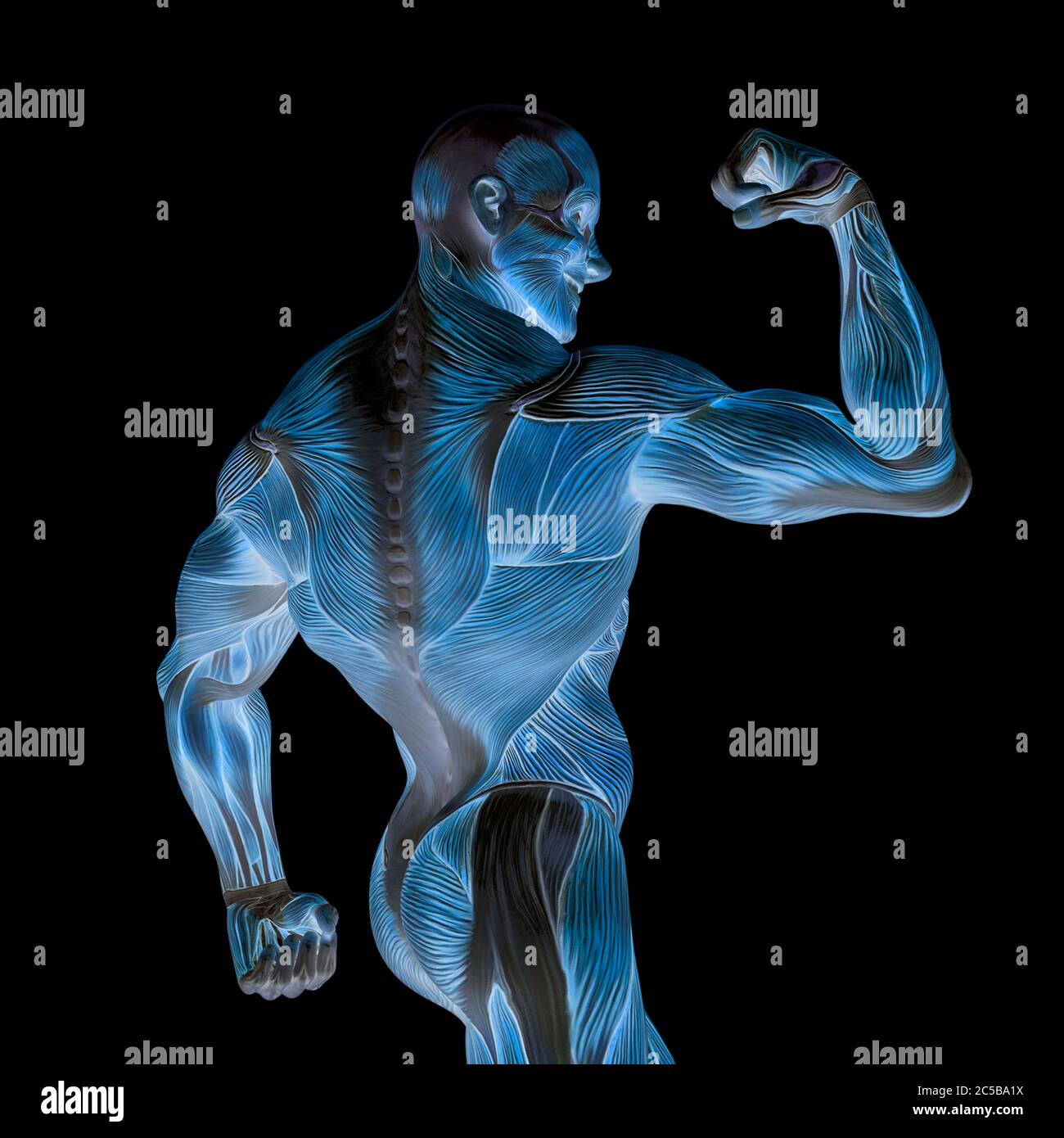 muscleman anatomy heroic body doing a bodybuilder pose twelve in white ...