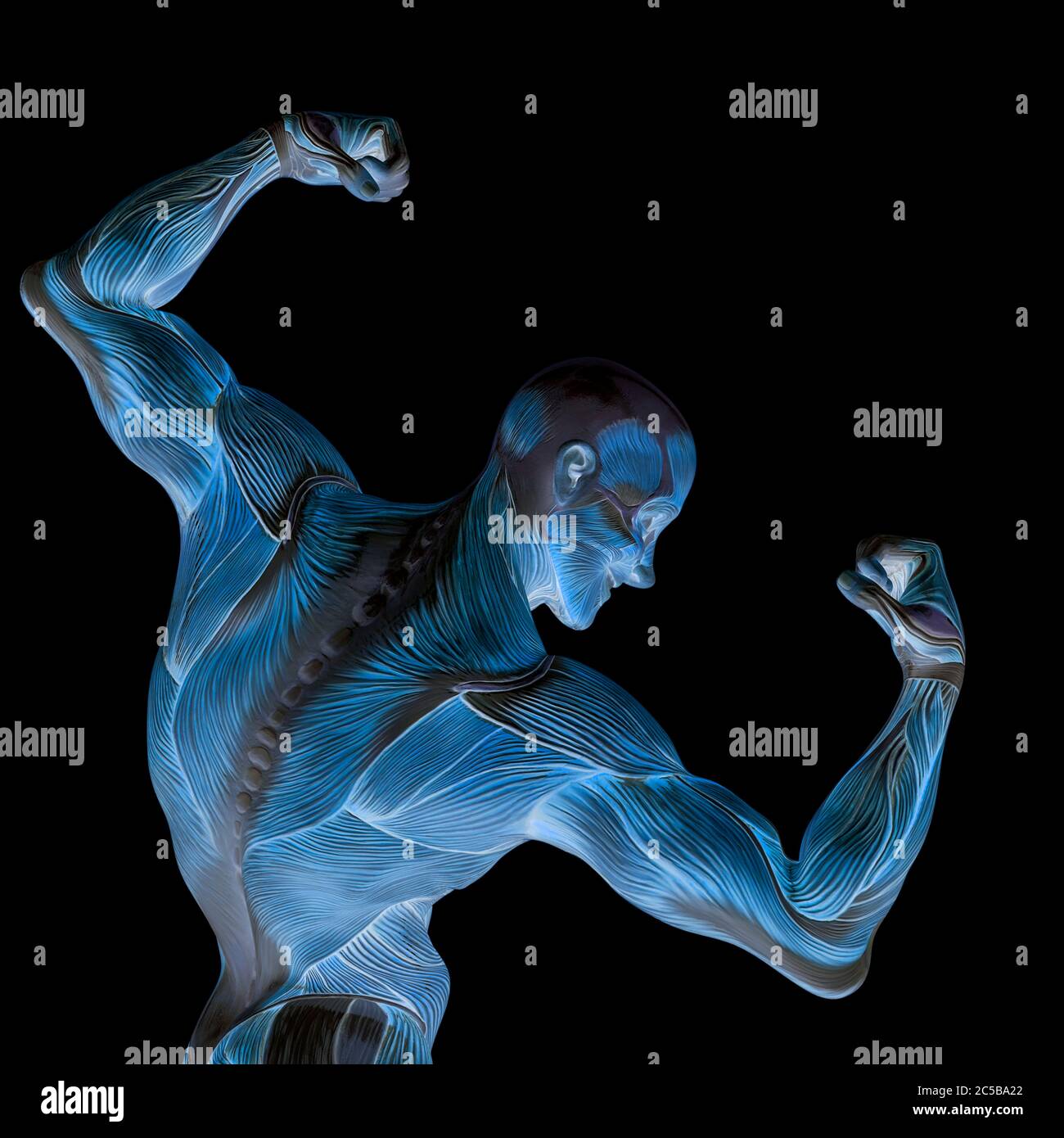 Man muscular back scientific hi-res stock photography and images - Alamy